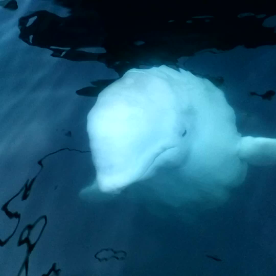 Hval i fred, Hvaldimir! – NRK Norge – Oversikt over nyheter fra ulike ...