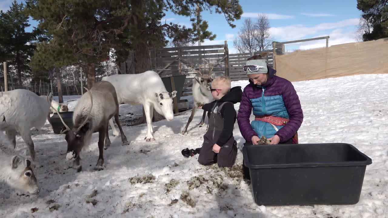 Konflikt mellom rein­drift og gruve­drift: – Tutet ørene full om sam ...
