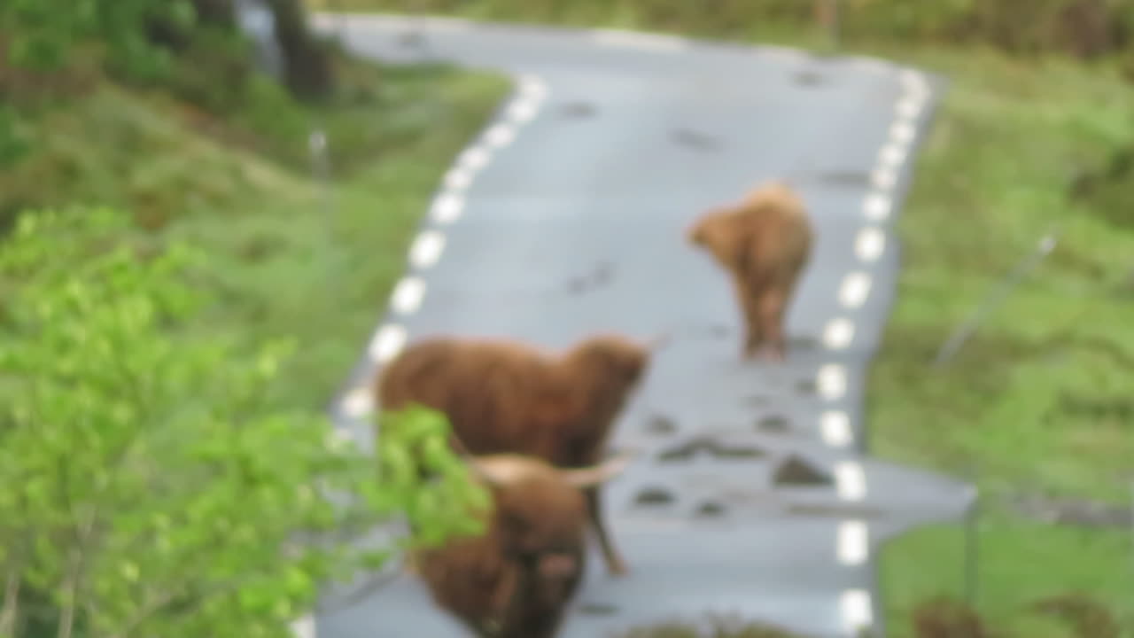 Beist som går fritt rundt gjer naboane livredde – NRK Vestland