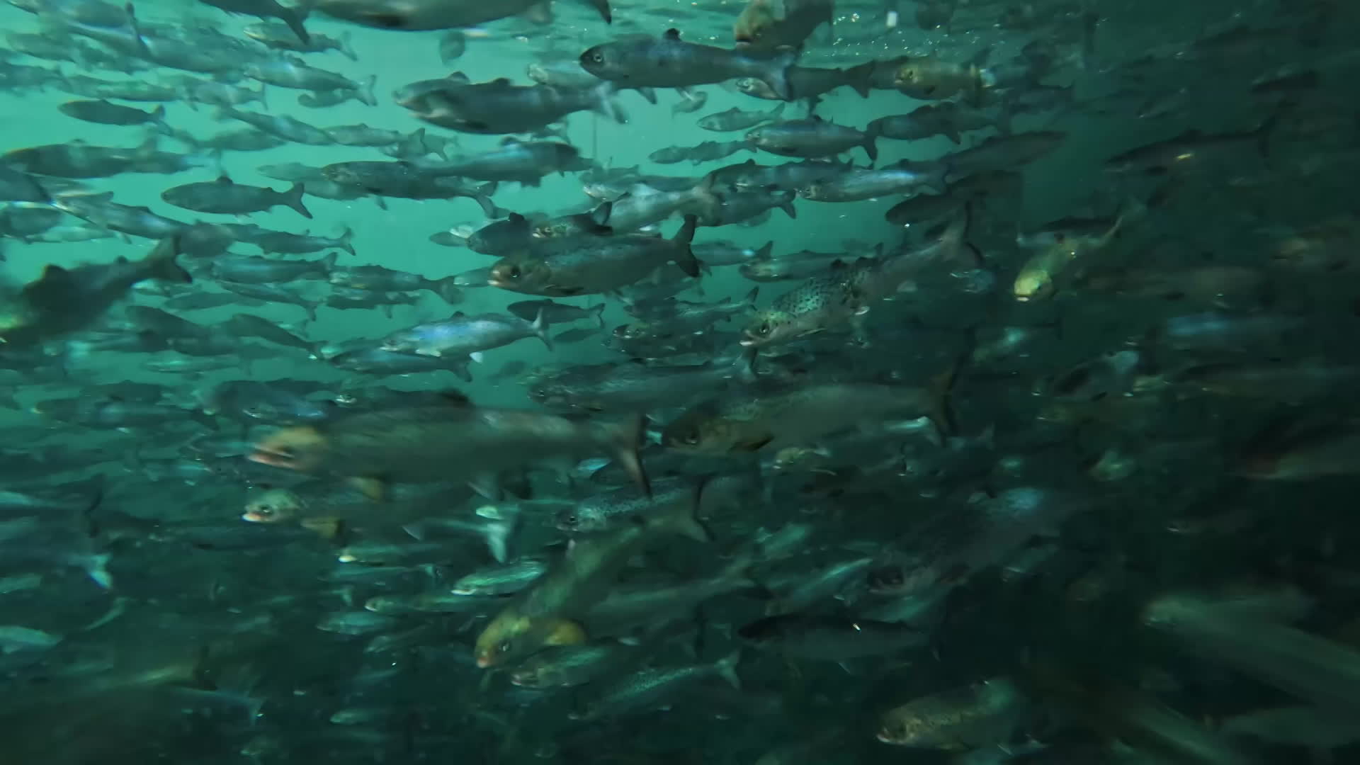 Her kjem Noregs største anlegg for oppdrett av laks på land – NRK Vestland