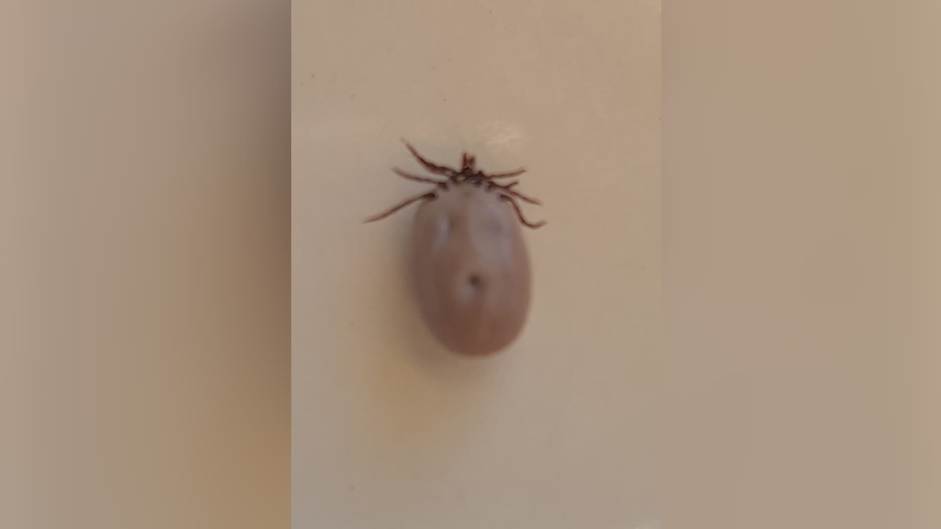 Fant flått på hunden i november – aldri hørt om, sier biolog Jan Erling ...