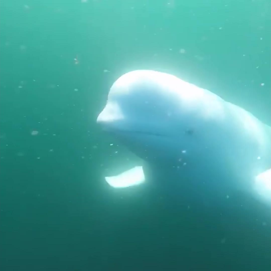 Hvaldimir får evig liv på museum – NRK Sørlandet – Lokale nyheter, TV ...