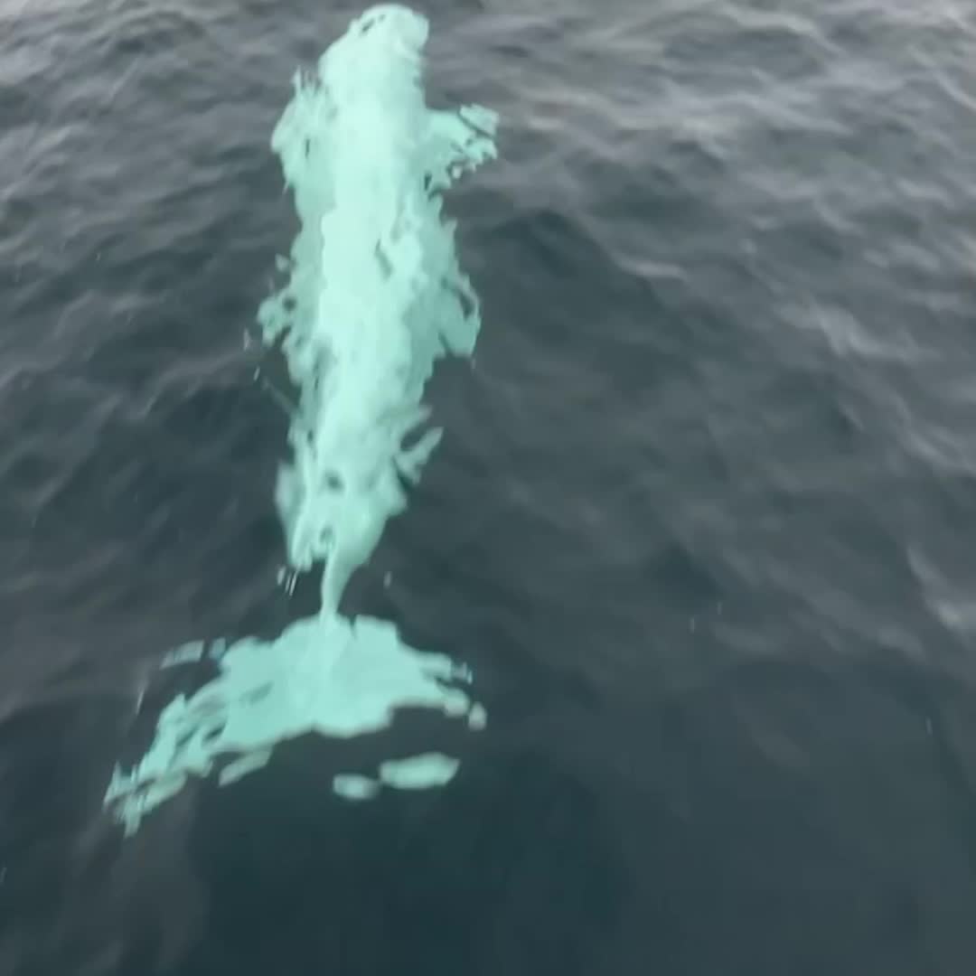 Hval i fred, Hvaldimir! – NRK Norge – Oversikt over nyheter fra ulike ...