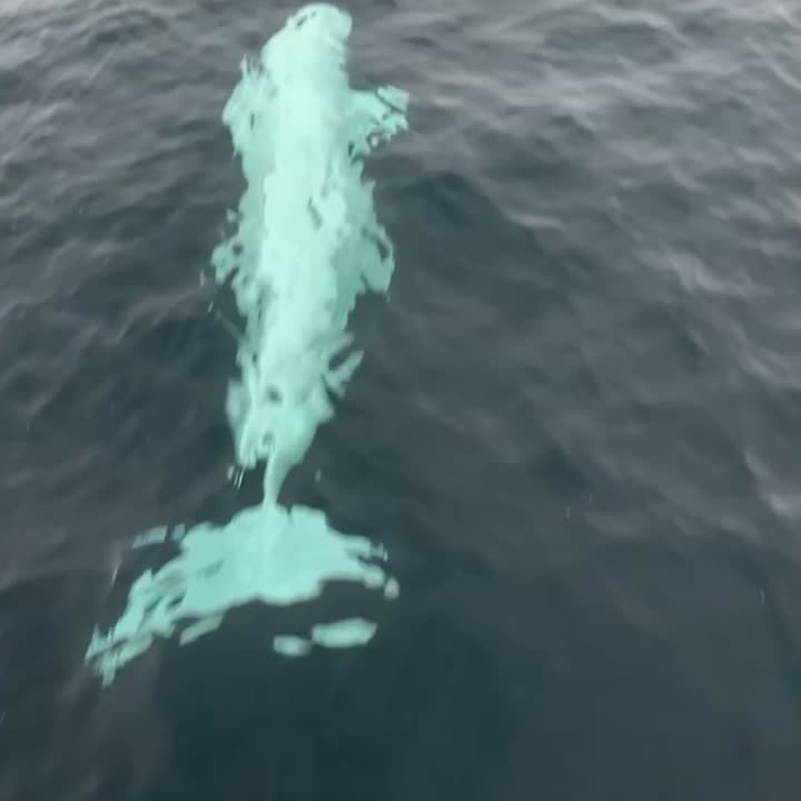 Hval i fred, Hvaldimir! – NRK Norge – Oversikt over nyheter fra ulike ...